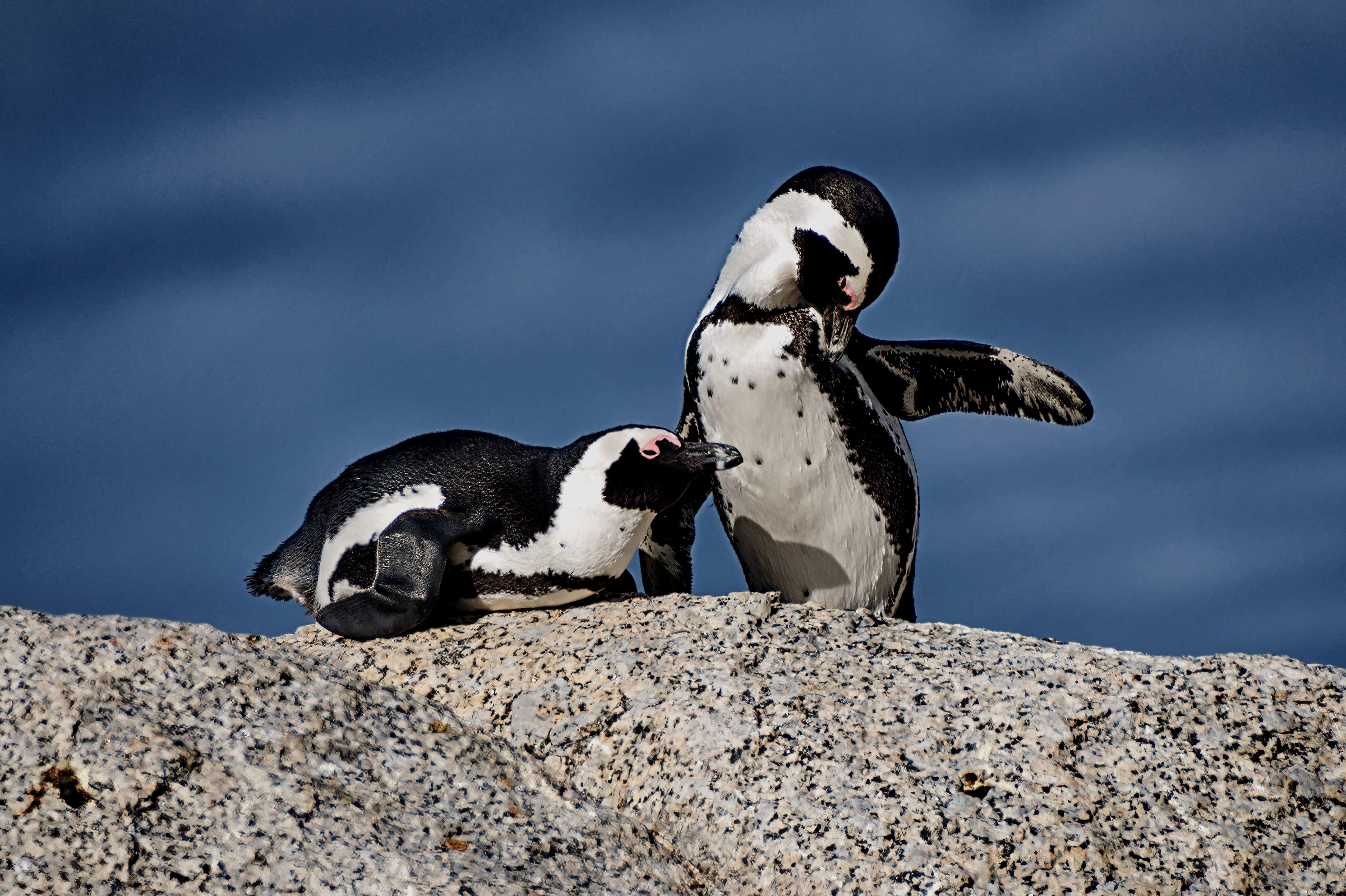 Boulders Beach and the African Penguin: A Coastal Treasure of South ...