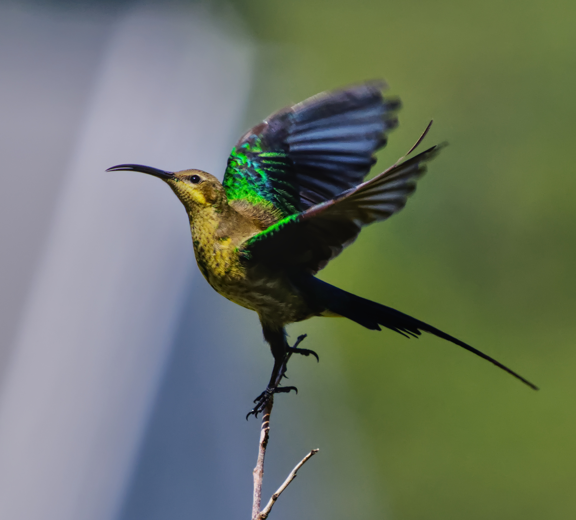 Where Color Moves: The Sunbirds of Southern Africa – The Footstep ...