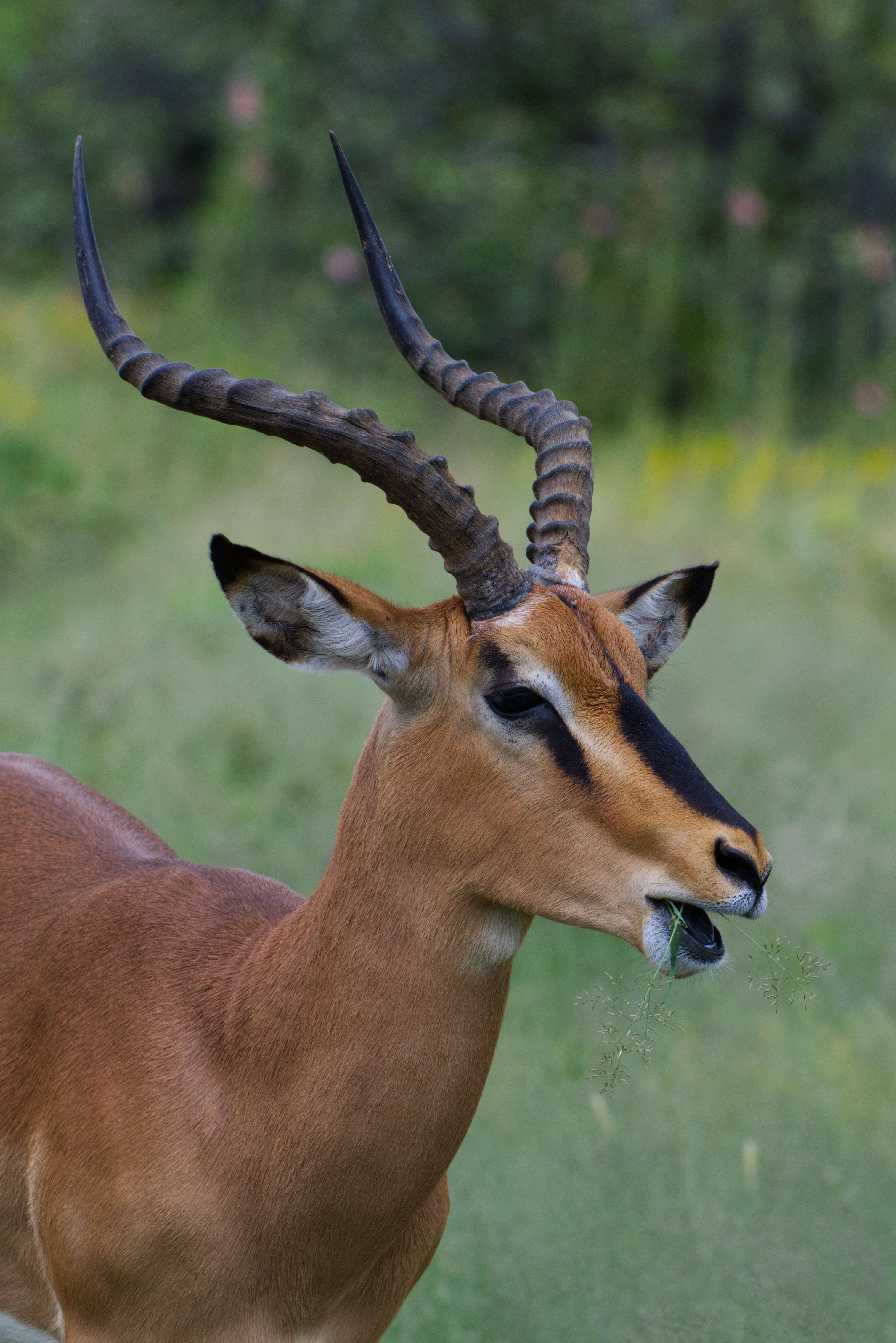 Shadows of the Pan: The Black-Faced Impala of Etosha – The Footstep ...