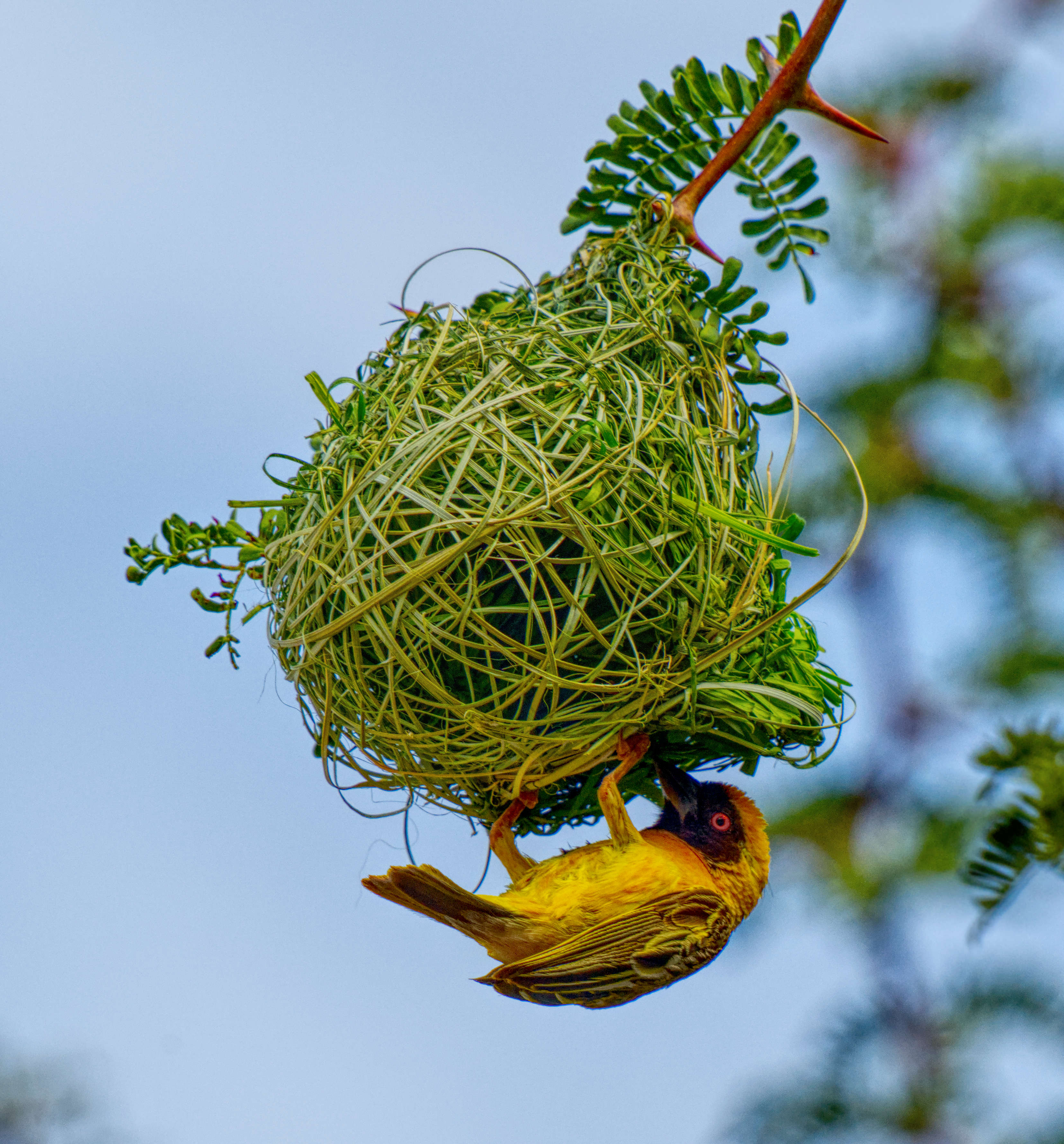 Lanterns in the Wind: The Weaver Birds of Southern Africa – The ...